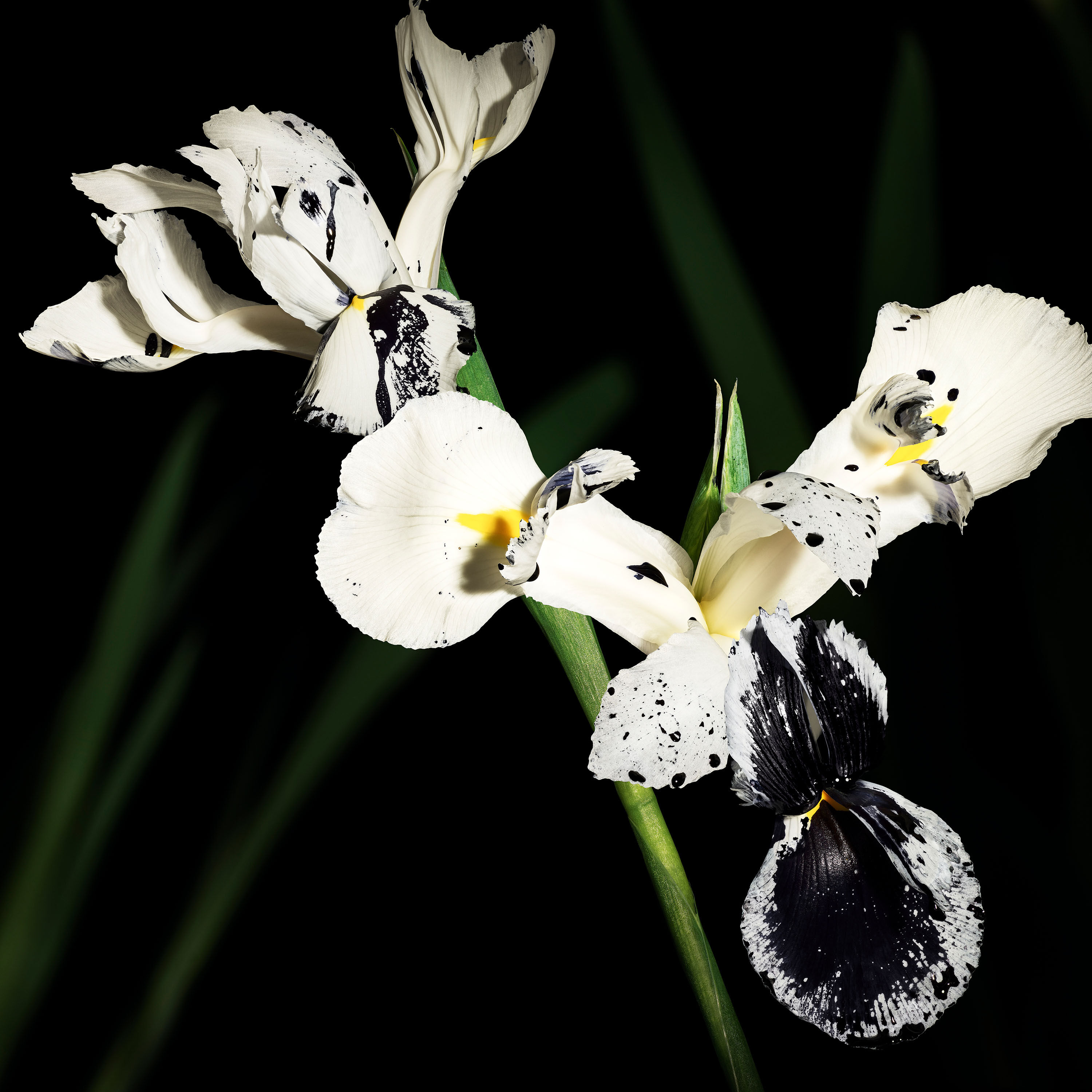 Muse - Unisex Fragrance - YSL Beauty